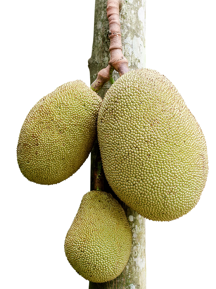 Royalty Free Footages